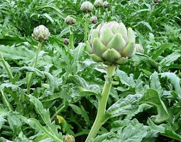 Actiso - Kiến thức ĐÔNG Y