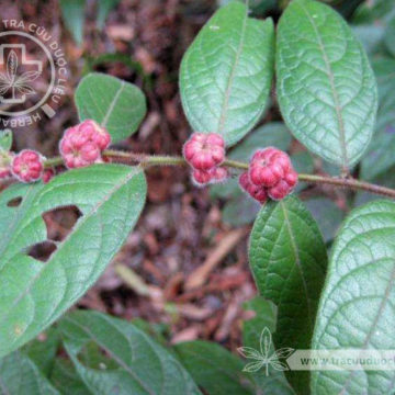 Bòn bọt - Kiến thức ĐÔNG Y