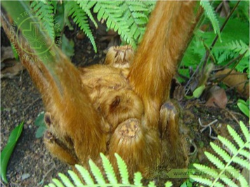 Lông cu li - Kiến thức ĐÔNG Y