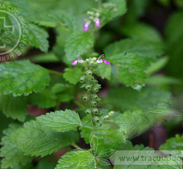 Cây cứt ngựa - Kiến thức ĐÔNG Y