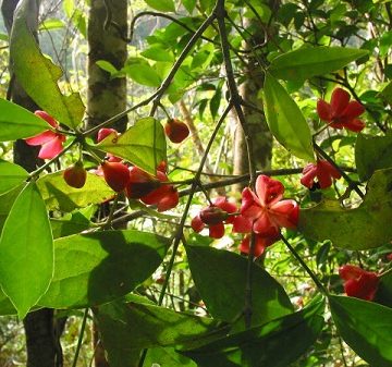 Chân Danh - Kiến thức ĐÔNG Y