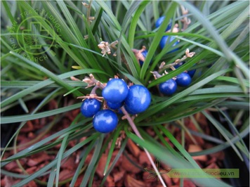 Mạch môn đông - Kiến thức ĐÔNG Y