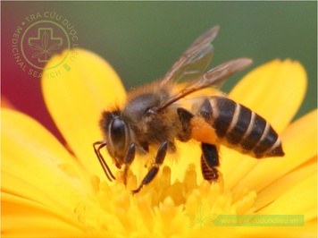 Ong mật - Kiến thức ĐÔNG Y