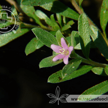 Rì rì cát - Kiến thức ĐÔNG Y