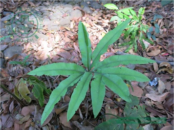 Sâm bòng bong - Kiến thức ĐÔNG Y